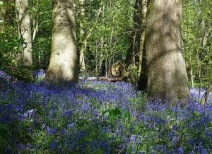 Ecclesall Woods & River Sheaf Walk - Great Runs